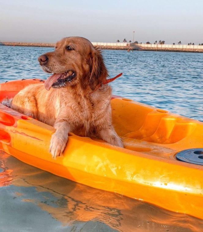 Your Dog’s Ultimate Bucket List