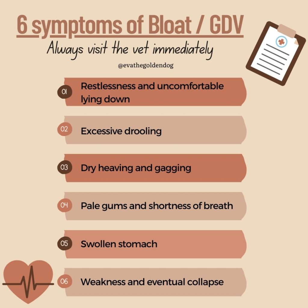 How to treat Bloat/GDV and poisoning in dogs - Eva The Golden Dog