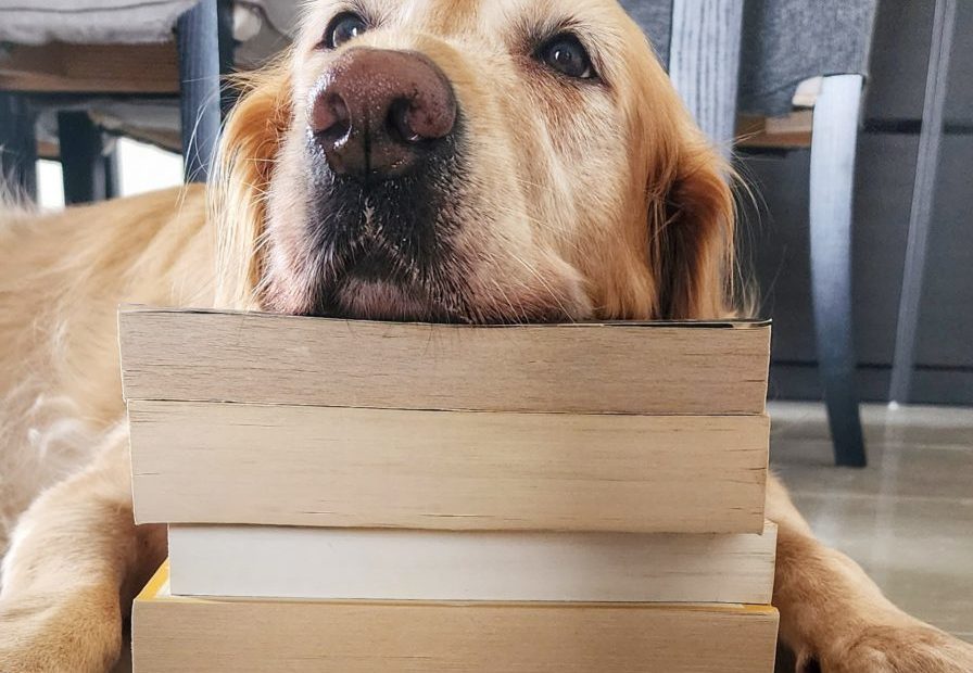 9 Amazing Ways Dogs Support in Research and Medical Detection