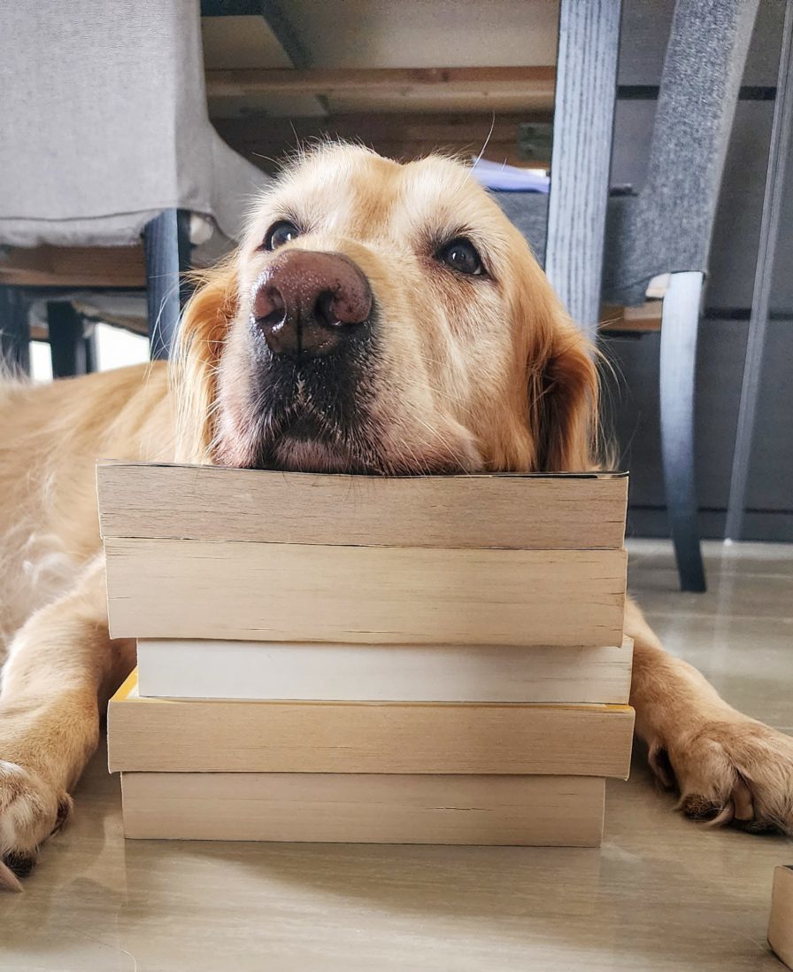 9 Amazing Ways Dogs Support in Research and Medical Detection